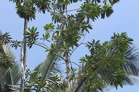 Arboles y Plantas Curativas :: www.ayaruna-camp.com
